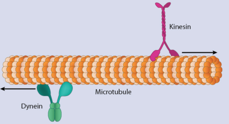 Raadsels in de cel beter begrepen | the Quantum Universe