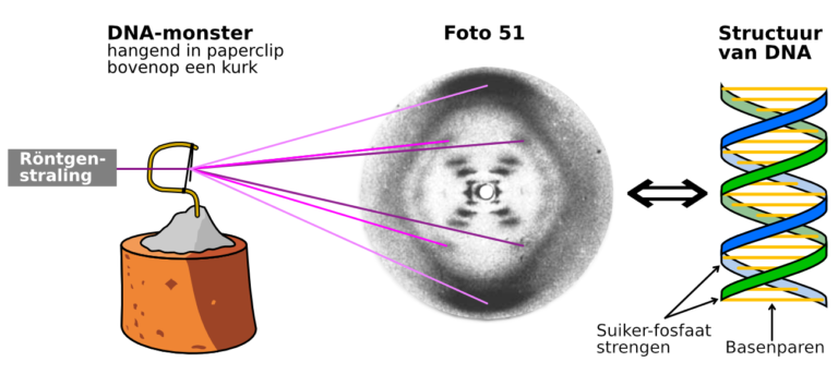 Rosalind Franklin en haar foto van DNA | the Quantum Universe
